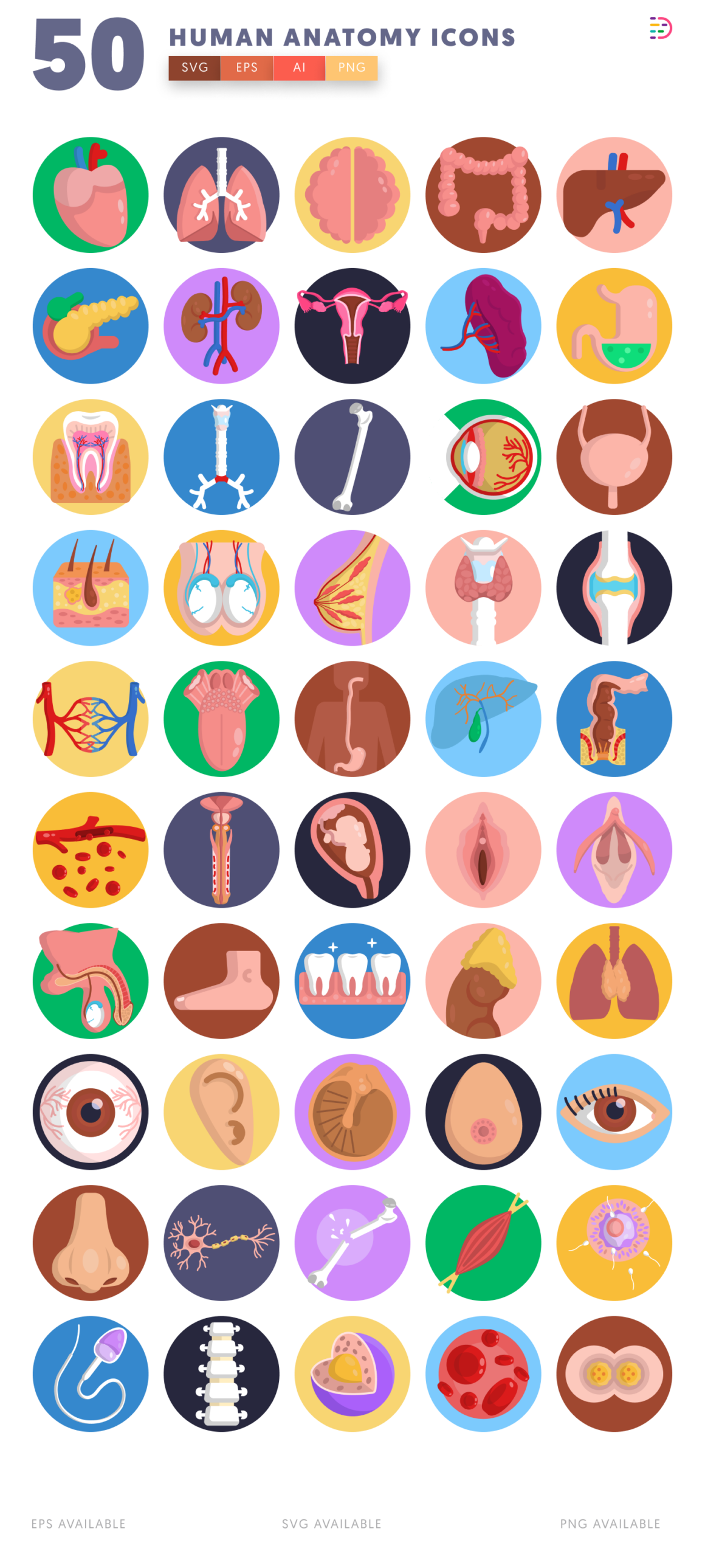 50 Human Anatomy Icons - Dighital Icons | Premium Icon Sets For All ...